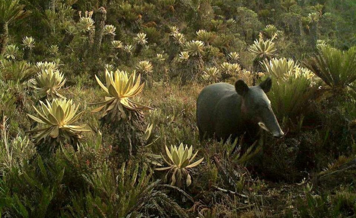 South American Tapir Trek from Bogota